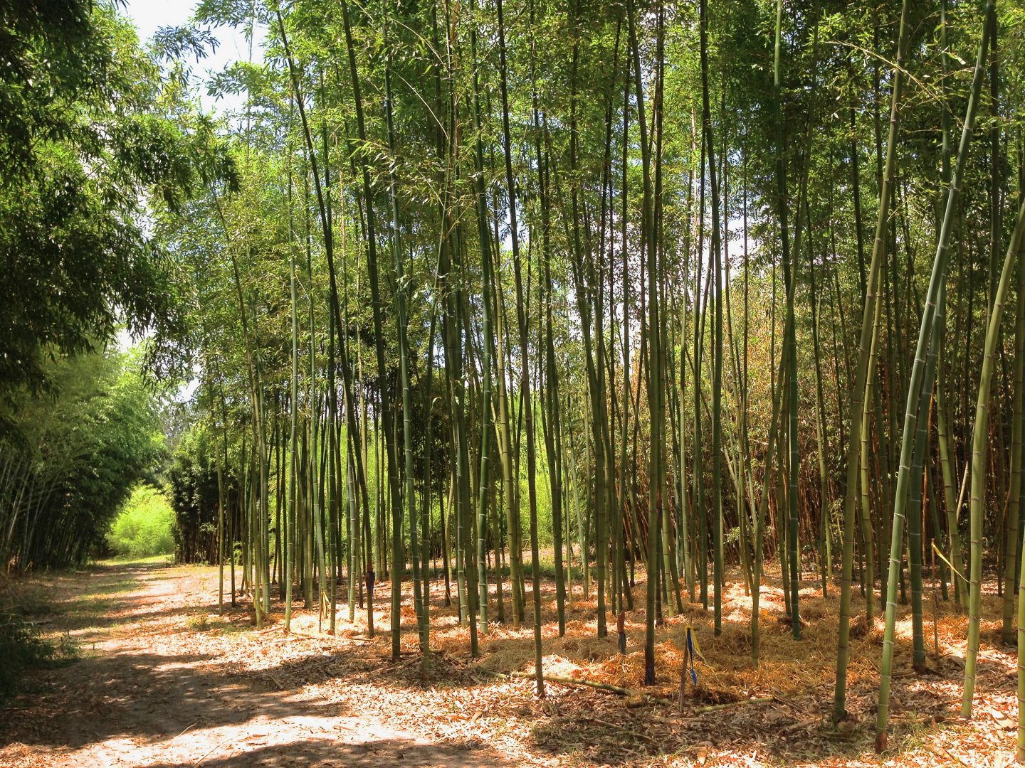 How To Plant - Bamboo Farming USA