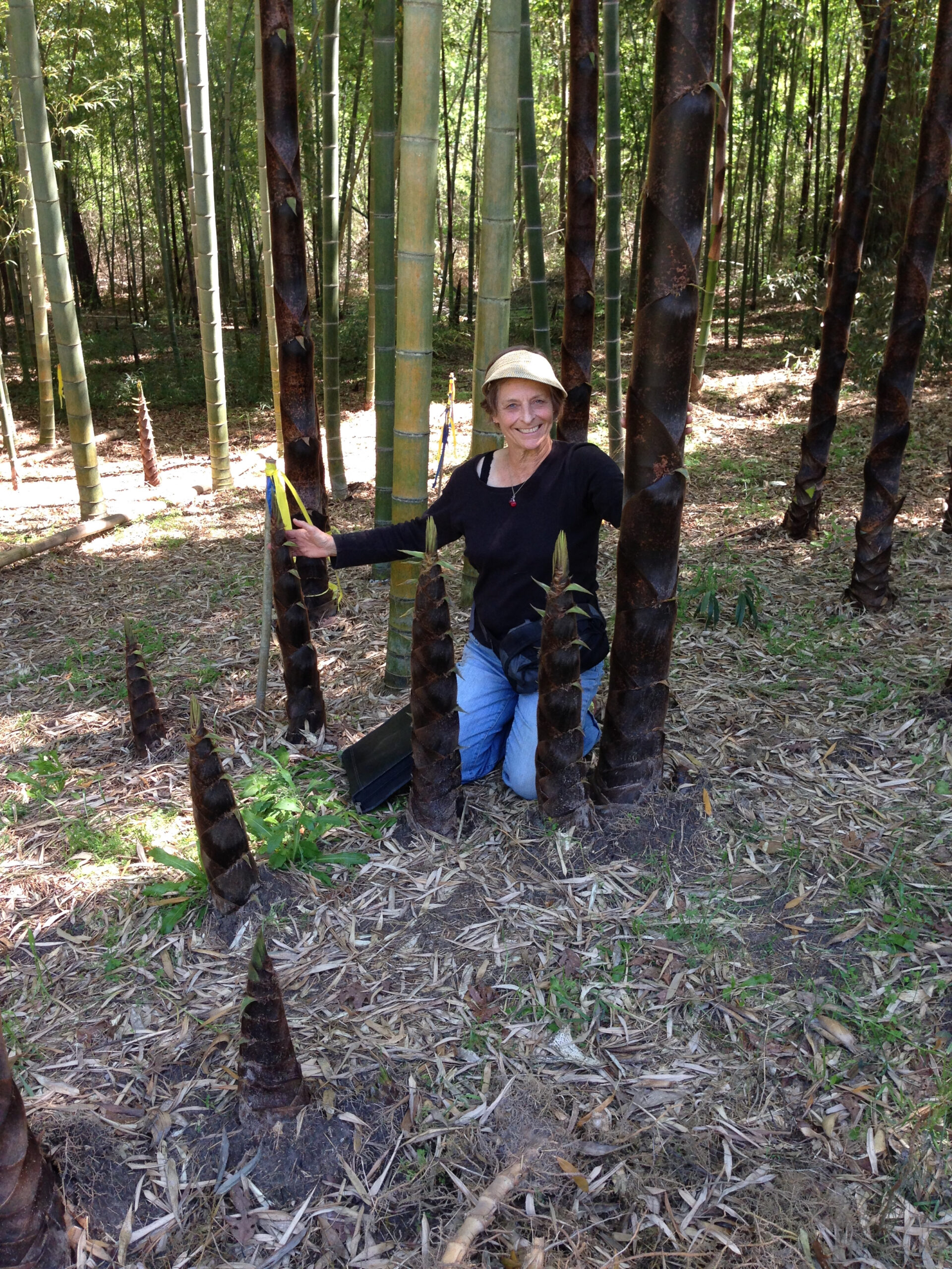 Varieties - Bamboo Farming USA
