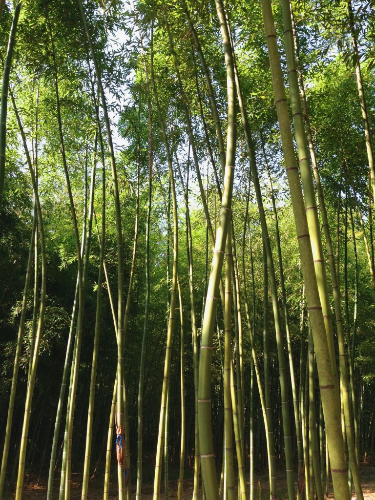 Varieties - Bamboo Farming USA