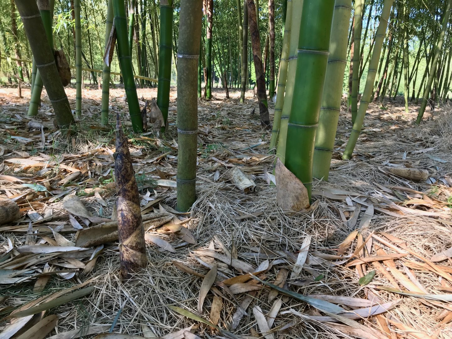 Daphne's Farm - Bamboo Farming USA