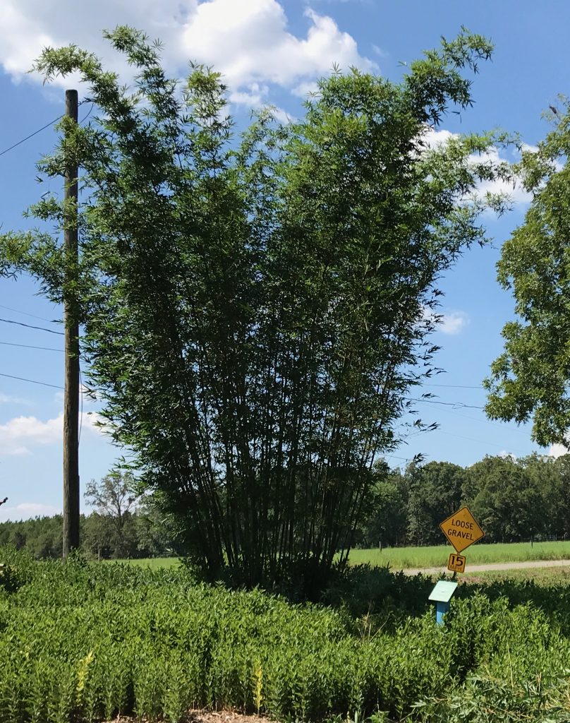 Daphne's Farm - Bamboo Farming USA