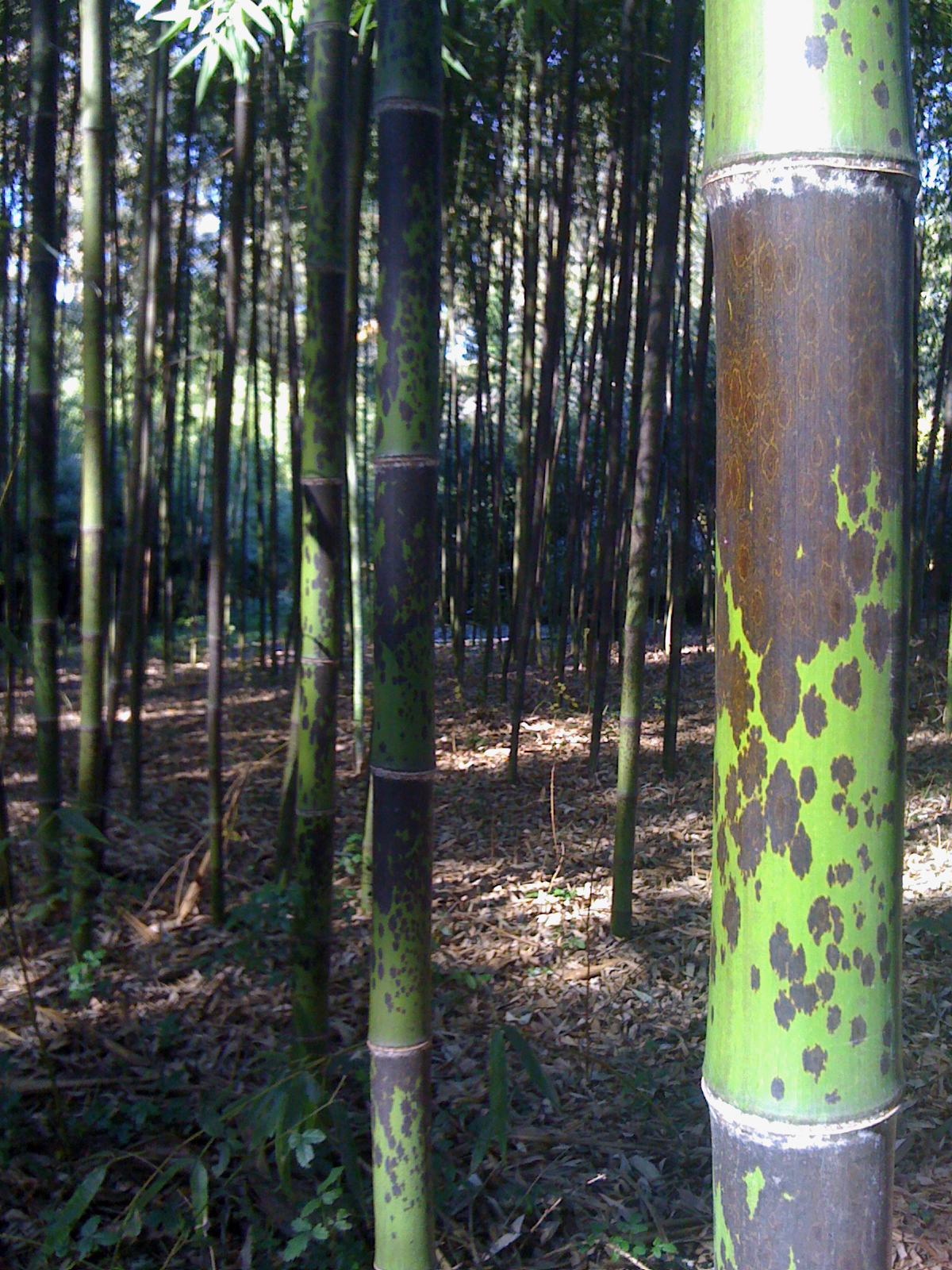 Daphne's Farm - Bamboo Farming USA