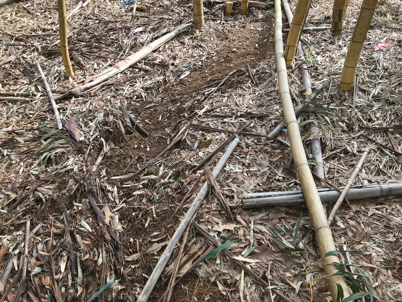 Why Bamboo? - Bamboo Farming USA