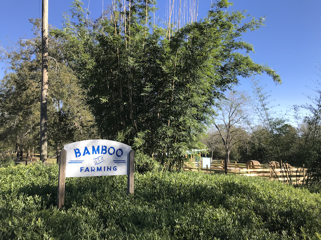 Why Bamboo? - Bamboo Farming USA