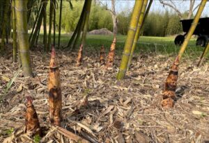 Bamboo Farming USA - Bamboo Farming USA
